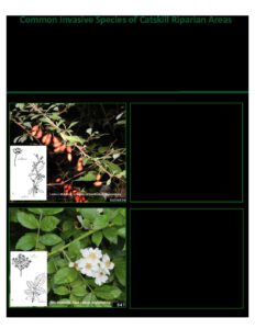 Common-Invasive-Species-of-Catskill-Riparian-Areas