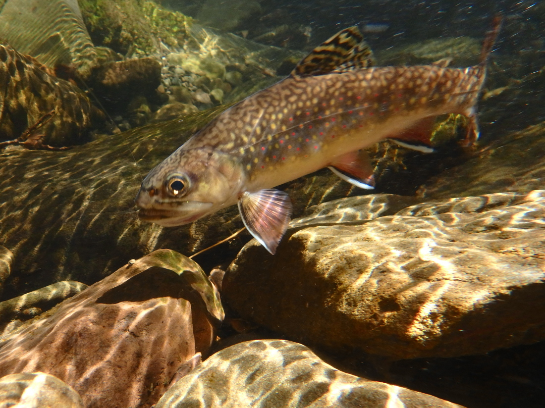 Deconstruct rock dams so brook trout can migrate and spawn!